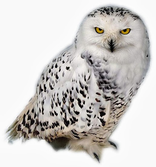 mijn png en gif: uilen