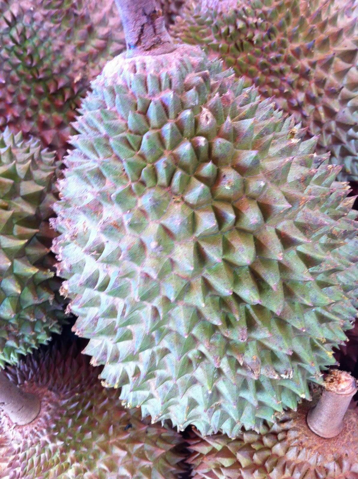 Botak Kho Durians: Sudden craving for durians?