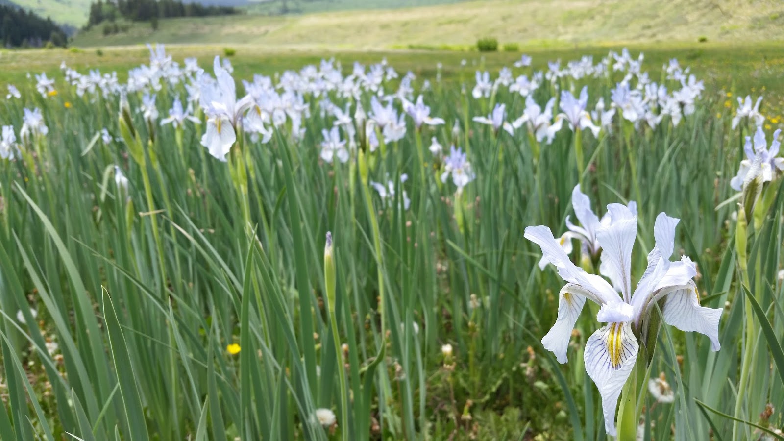 World of Irises: US Native Iris: A Look at Vernae, Tripetalae ...