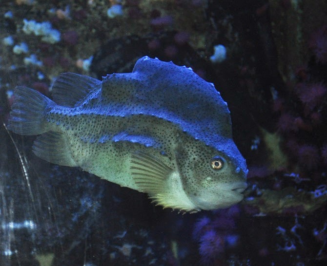 ZOOTOGRAFIANDO (MI COLECCIÓN DE FOTOS DE ANIMALES): LUMPO / LUMPFISH ...