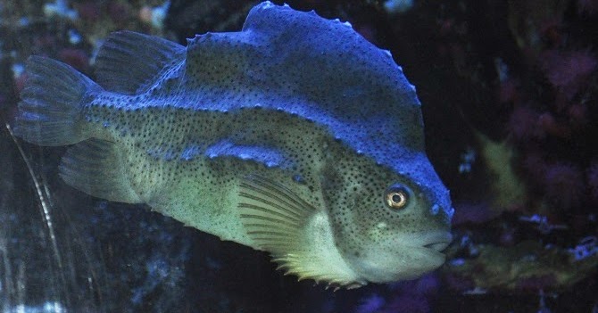 ZOOTOGRAFIANDO (6.100 ANIMALS): LUMPO / LUMPFISH (Cyclopterus lumpus)