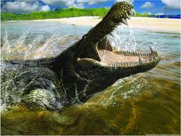 O Superjacaré Amazônico Capaz de Predar o Tiranossauro Rex