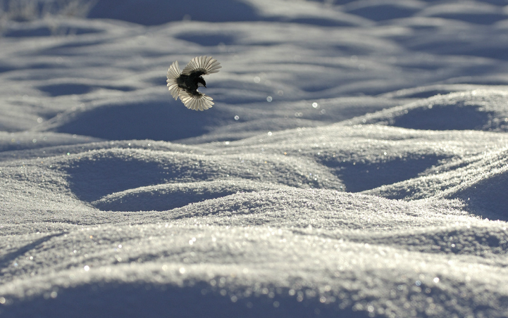 bensozia: Vincent Munier