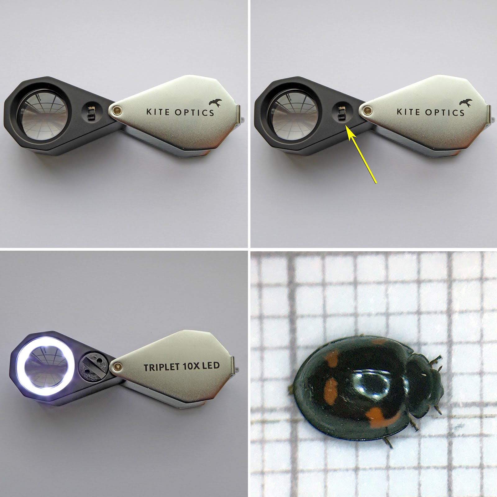 AJC Arthropoda: Let There Be Light - Why it's harder to be an ...