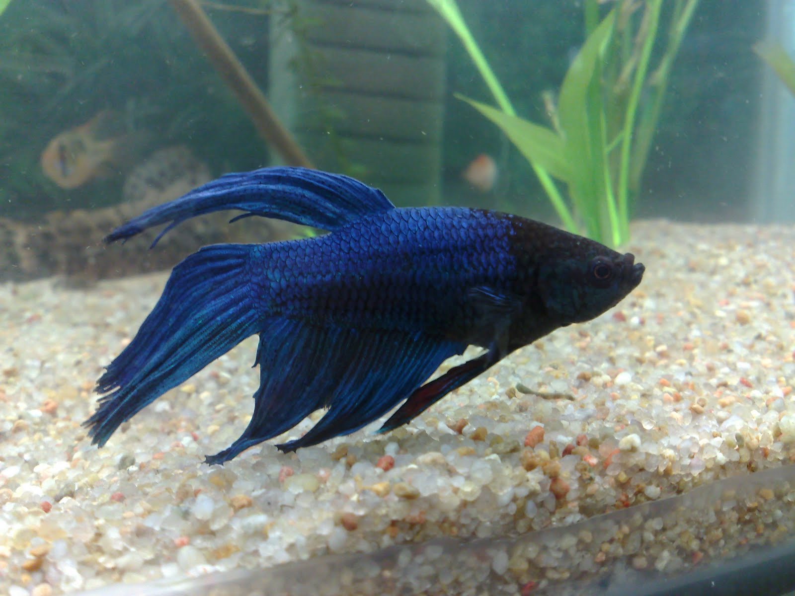 Betta splendens | Cupcake Splendens