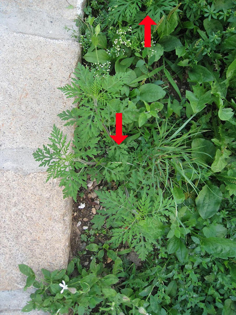 JAPONSKI DRESNIK, invazivna vrsta rastlin: Ambrozija ponovno v ...