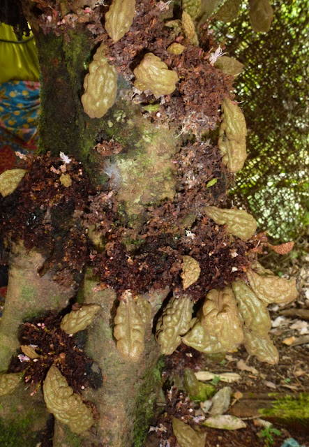 Greenfingers: Buah Katak Puru