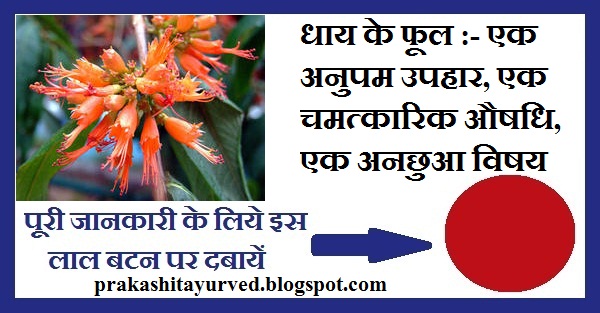 हिंदी नुस्खे: धाय के फूल :- एक अनुपम उपहार, एक चमत्कारिक औषधि, एक अनछुआ ...