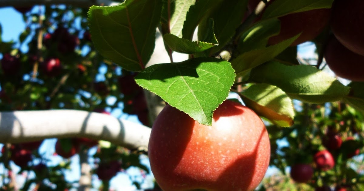 KikaEats: The Perfect Apple