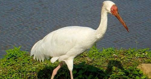 Siberian crane | Birds of India | Bird World
