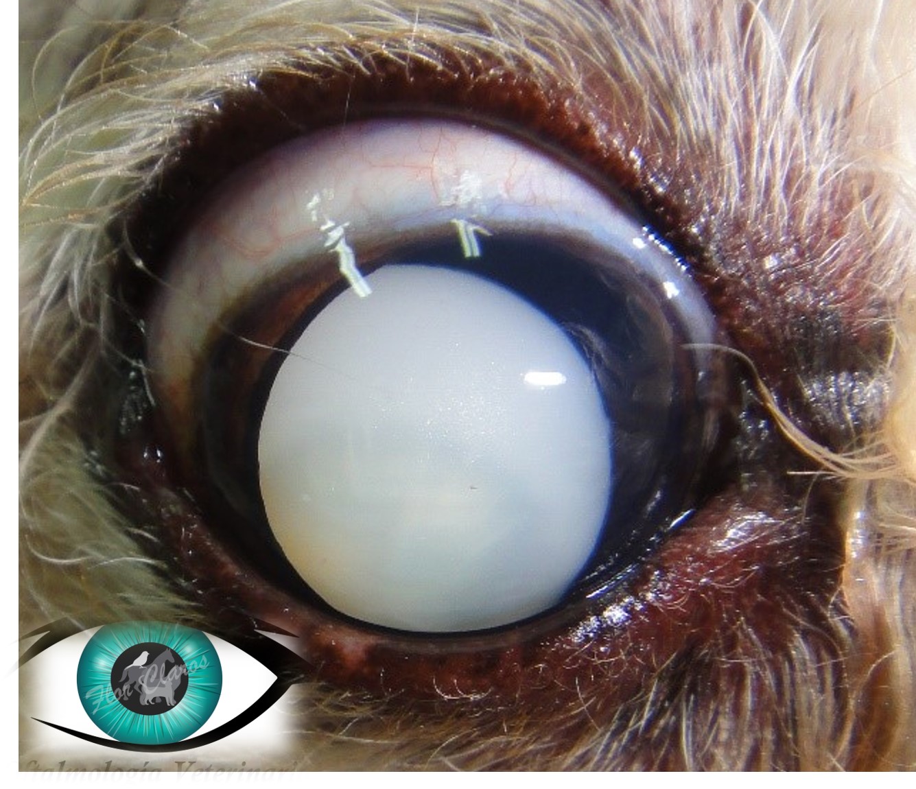 Oftalmologia Veterinaria