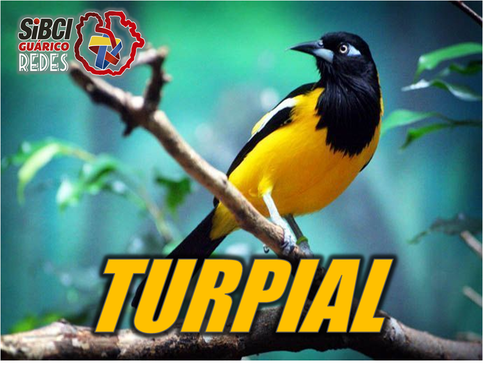 Sibci Guarico: ¿A qué debe su nombre El Turpial?