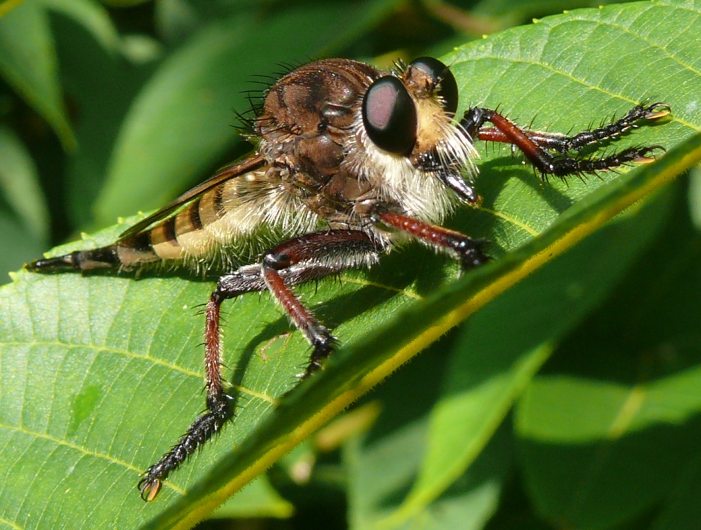 Ohio Birds and Biodiversity: Red-footed Cannibal Fly