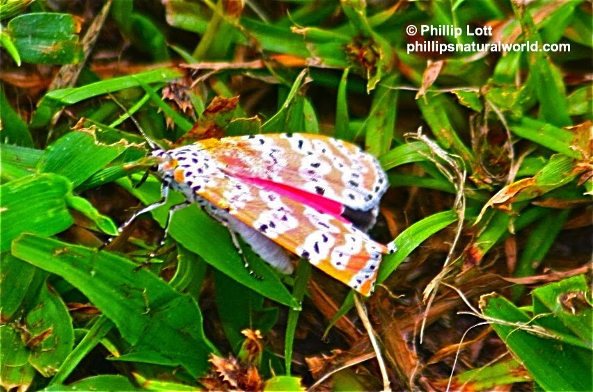 1000+ images about Birds, Fish & Bugs on Pinterest