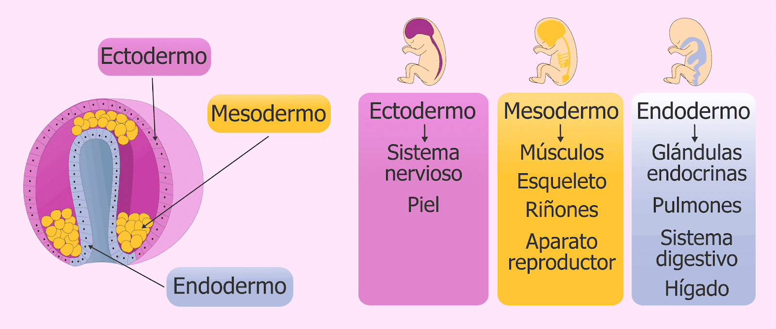 Ontogénesis del Sistema Nervioso: DISCO GERMINATIVO TRILAMINAR