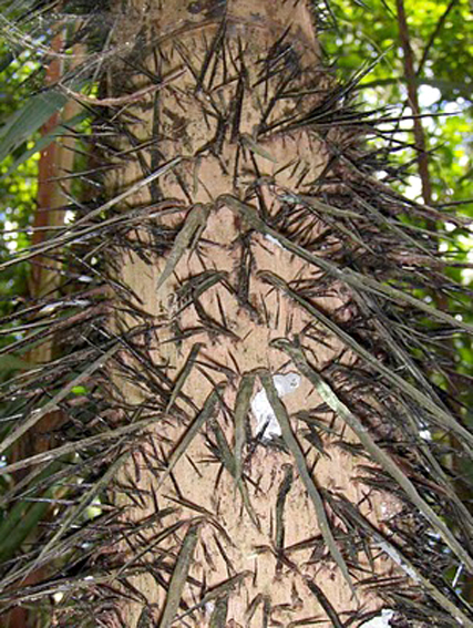 Flavors of Brazil: FRUITS OF BRAZIL - Tucumã do Pará