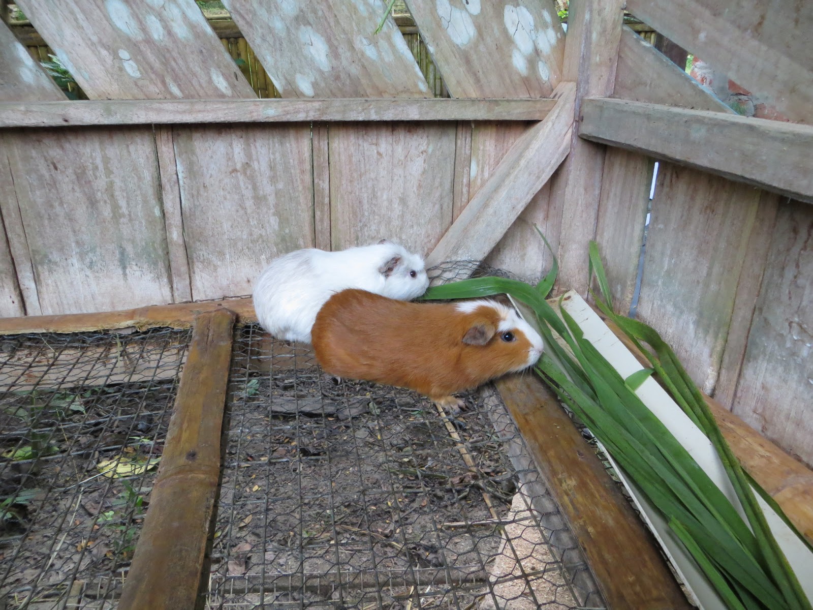 Bickfords Abroad: What's a watusa?