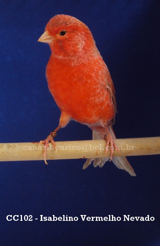Canaril Curico - Canário de Cor: Fotos Canários