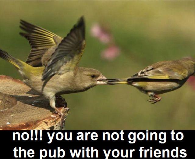 Earth~2~SD: Funny Bird Photos