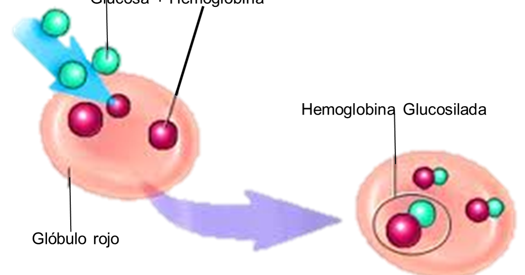 Blog del Laboratorio clinico : Hemoglobina Glicosilada