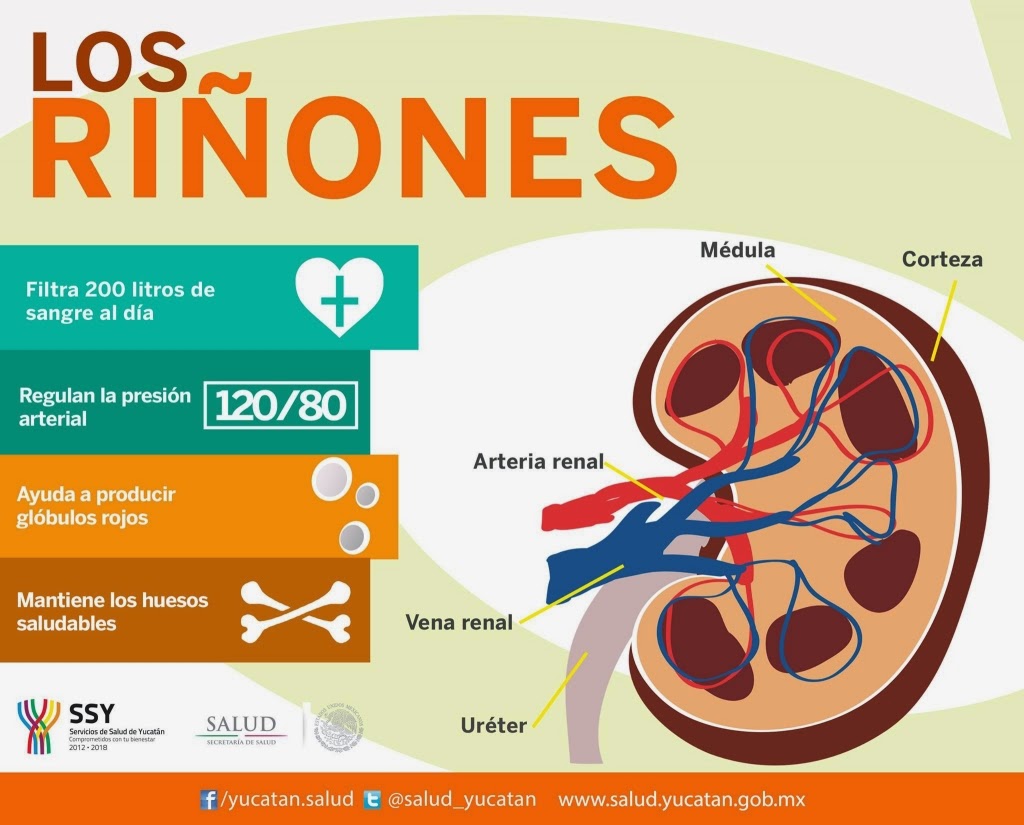Fundación del Riñón y Enfermedades Catastróficas: Gloria Menéndez Corp ...