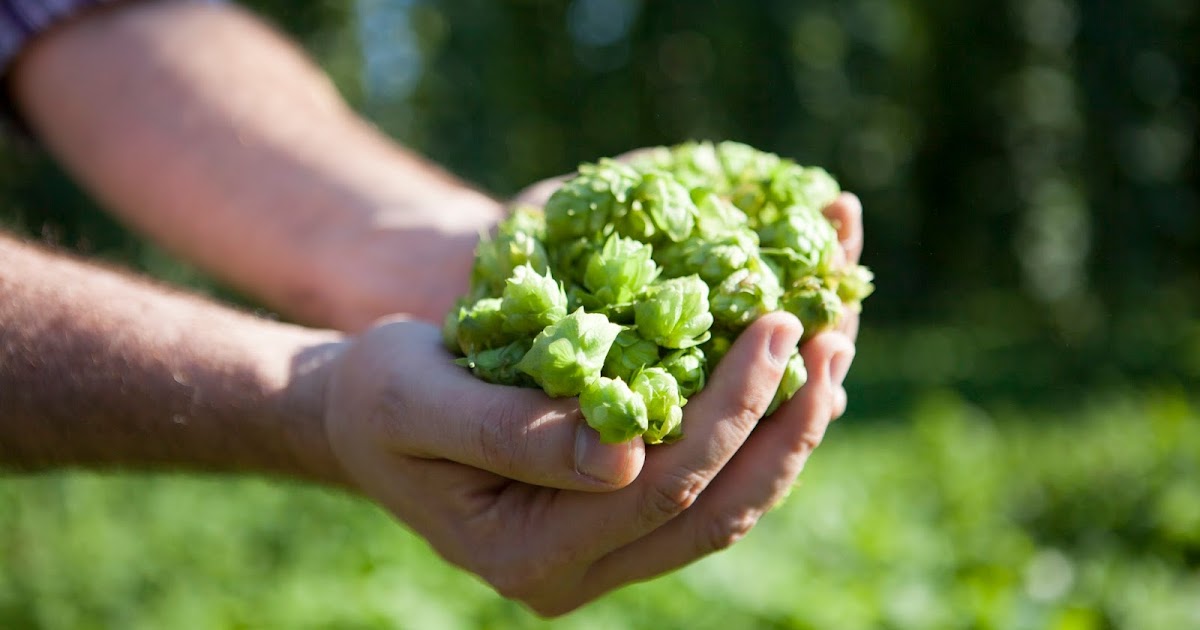 Loucos por Belgas!: A Bélgica e seus lúpulos! - Por Doug Merlo