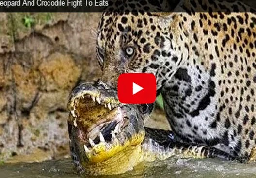 Happy to Watch: Leopard And Crocodile Fight To Eats