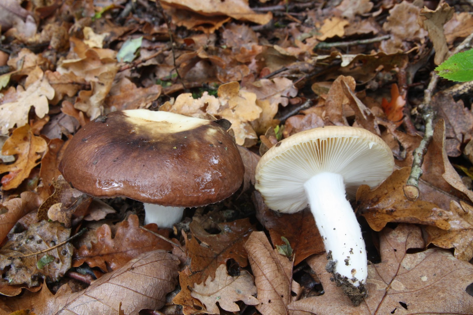 Guía de Setas y Hongos de Navarra.: Russula cuprea (Krombh.) J.E. Lange,