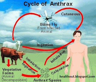 Anthrax: Definition, Characteristics, Diagnosis, Treatment and Vaccination