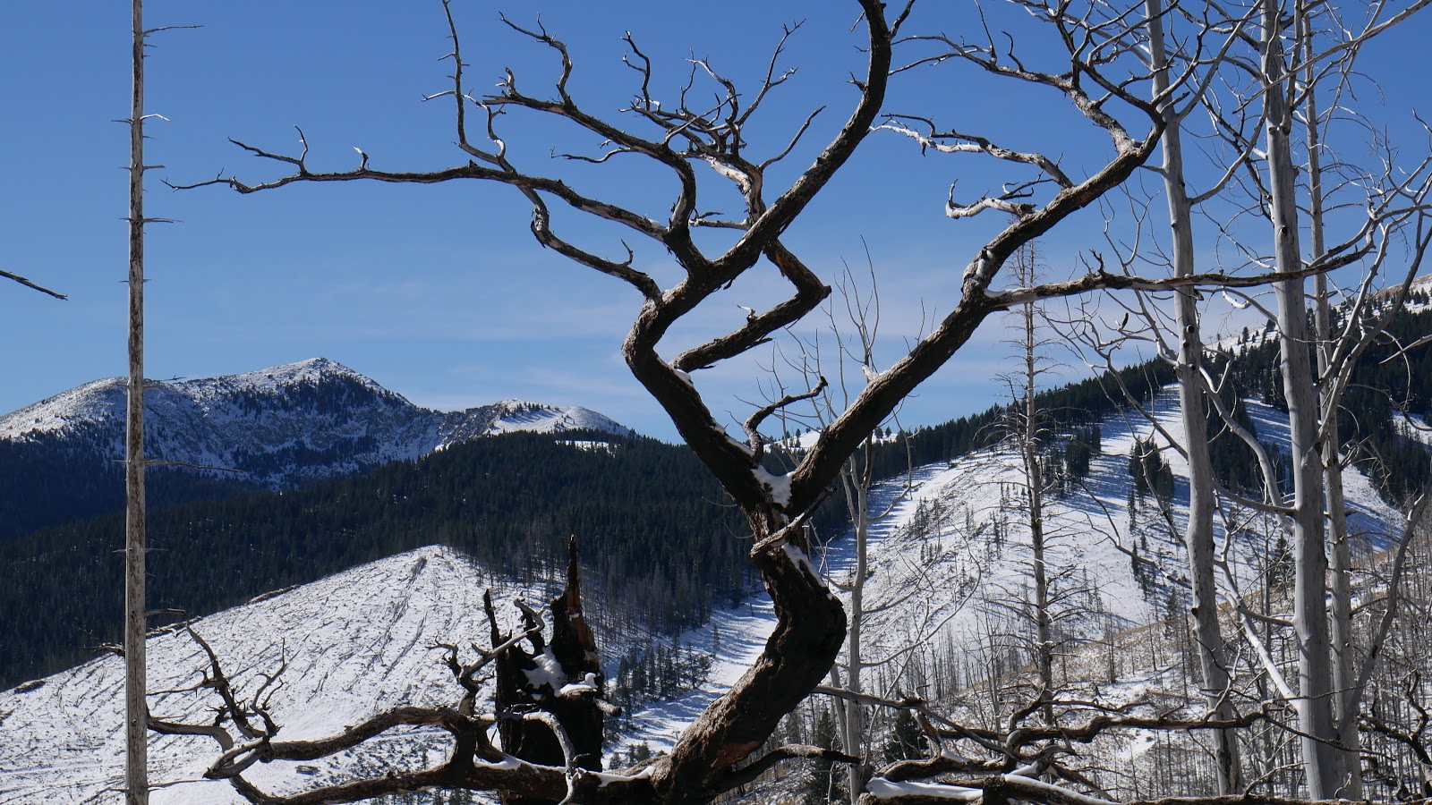 New Mexico: Ski Apache/Crest Trail