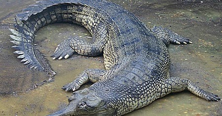 Gharial - scary looking harmless animals in the world