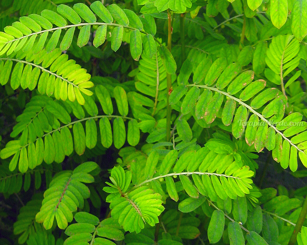 Benefícios do Quebra-pedra | Terapia Verde