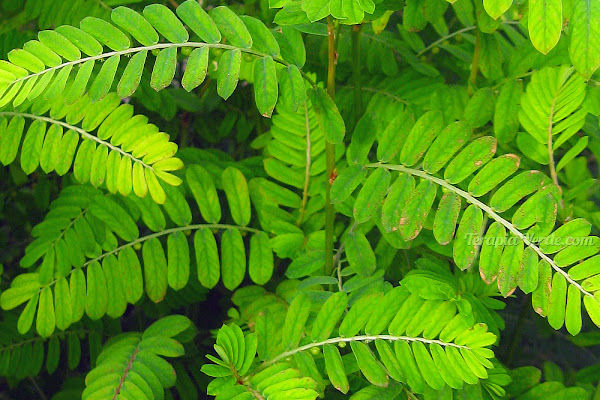 Benefícios do Quebra-pedra | Terapia Verde