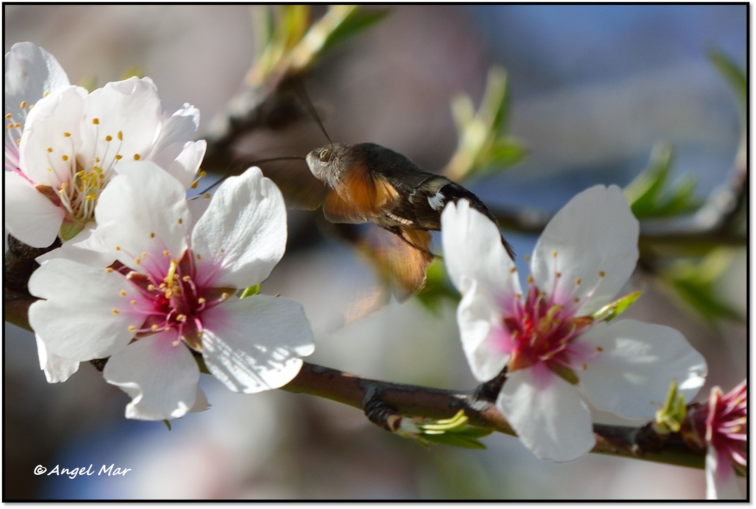 Butterflies and Dragonflies: Macroglossum stellatarum (Polilla Esfinge ...