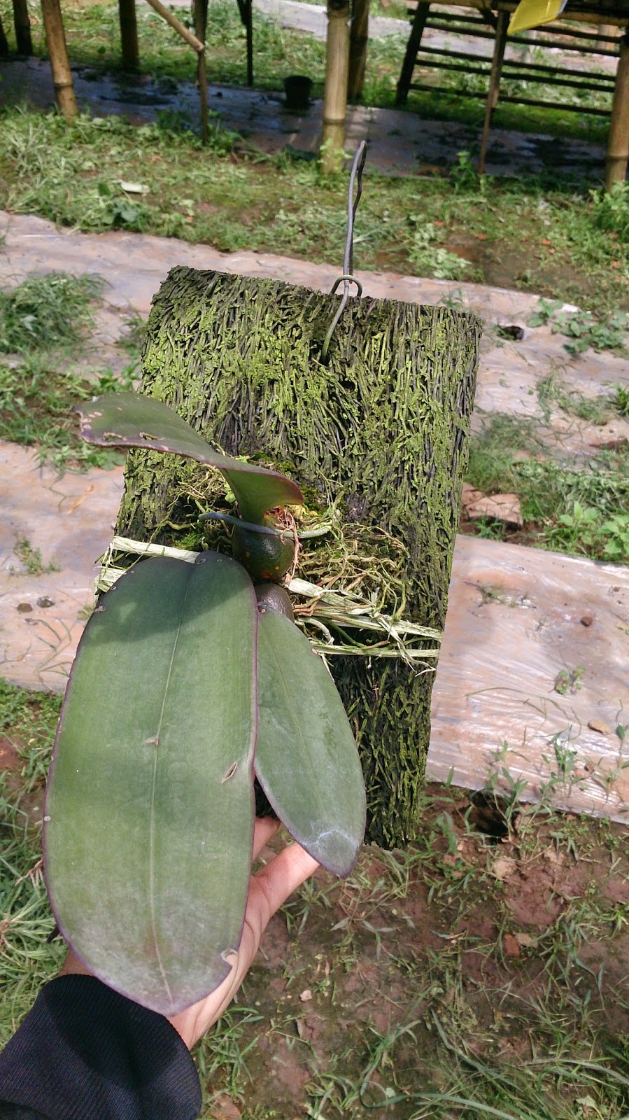 CENTRA ANGGREK: Bulbophyllum Phalaenopsis (anggrek dasi)