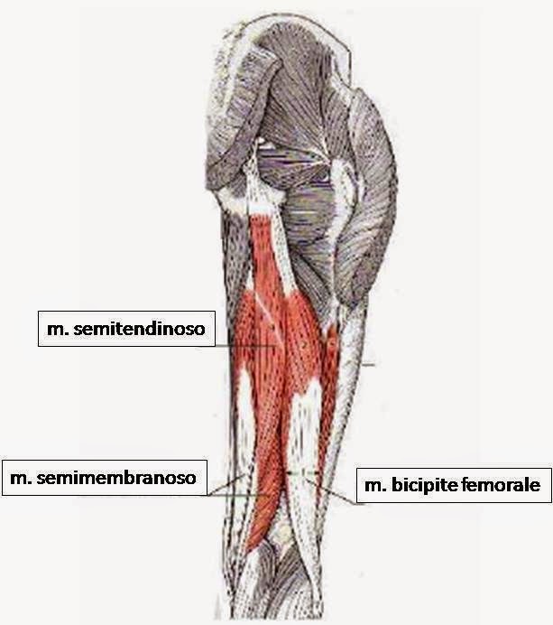 De Arte Gymnastica: ALLUNGAMENTO MUSCOLO-TENDINEO