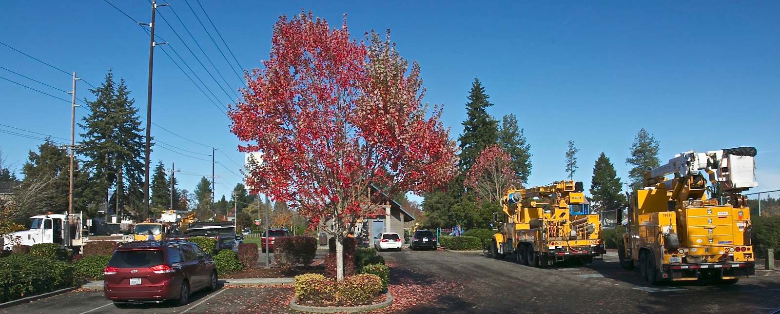 Shoreline Area News: Photos: Seattle City Light utility pole ...