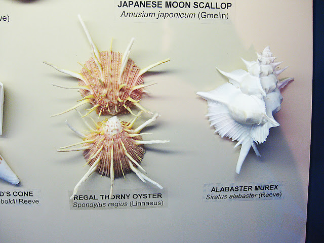 Sanibel Island - Lighthouse Beach and the Seashell Museum