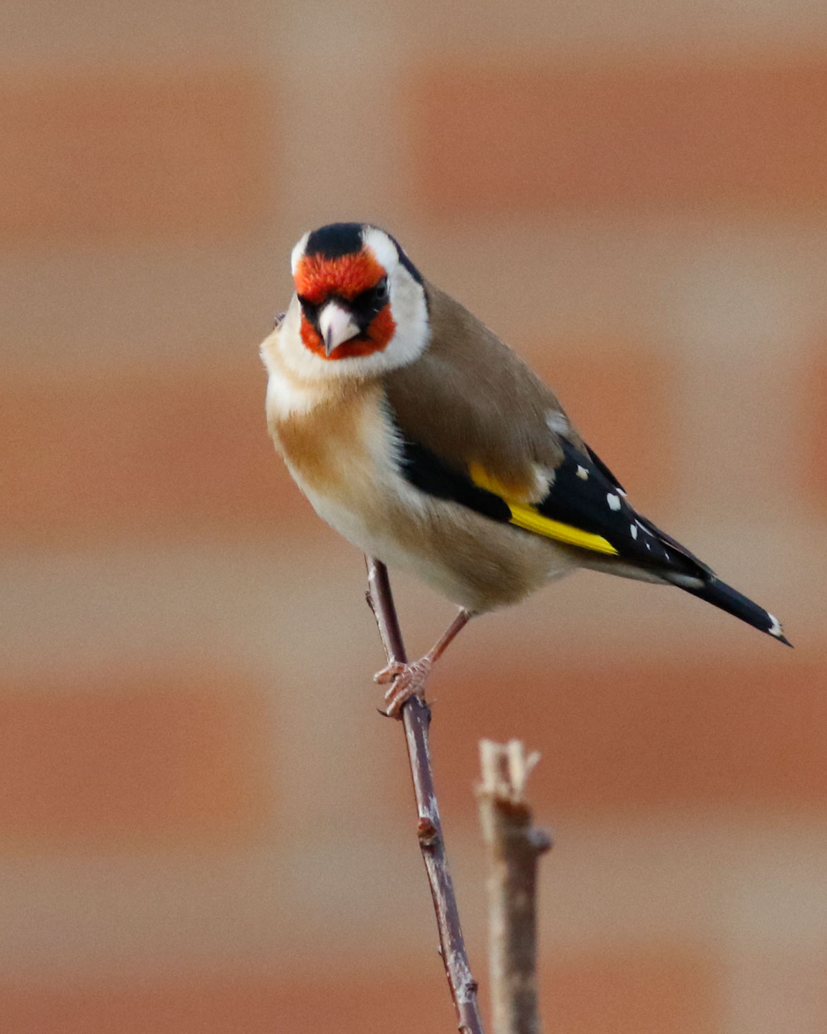A Year Around Four Marks: 18th January - More Garden Birds...