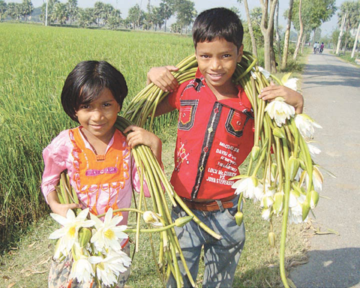 We love Our Bangladesh: White water Lily or Sada Shapla is the national ...