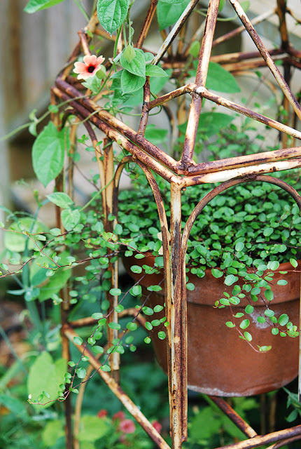 Romantic Wire Vine - Jill Ruth & Co.