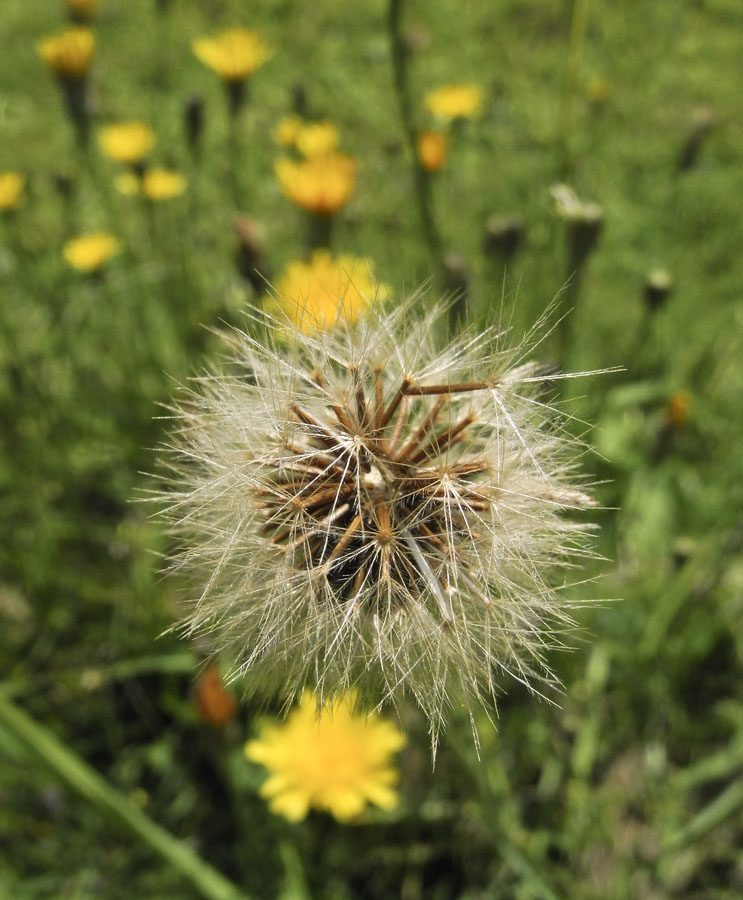 Studio and Garden: Spreading Seed