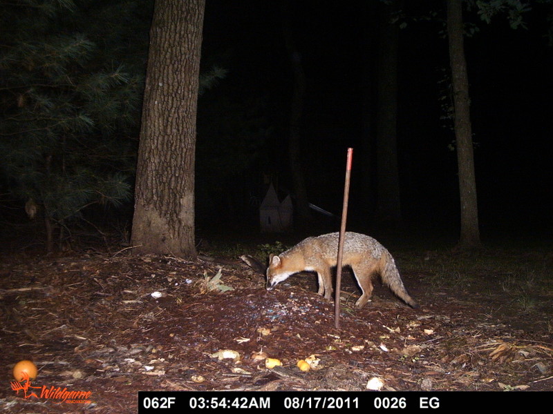 Nature and Science Around Us: Red Fox Suprise Visit