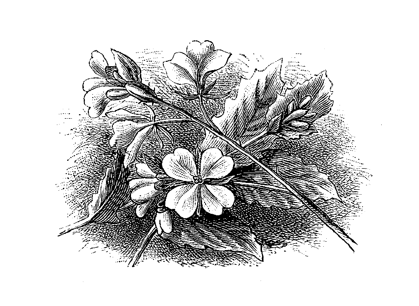 Digital Stamp Design: Free Flower Digital Stamps: 3 Wildflower Digital ...