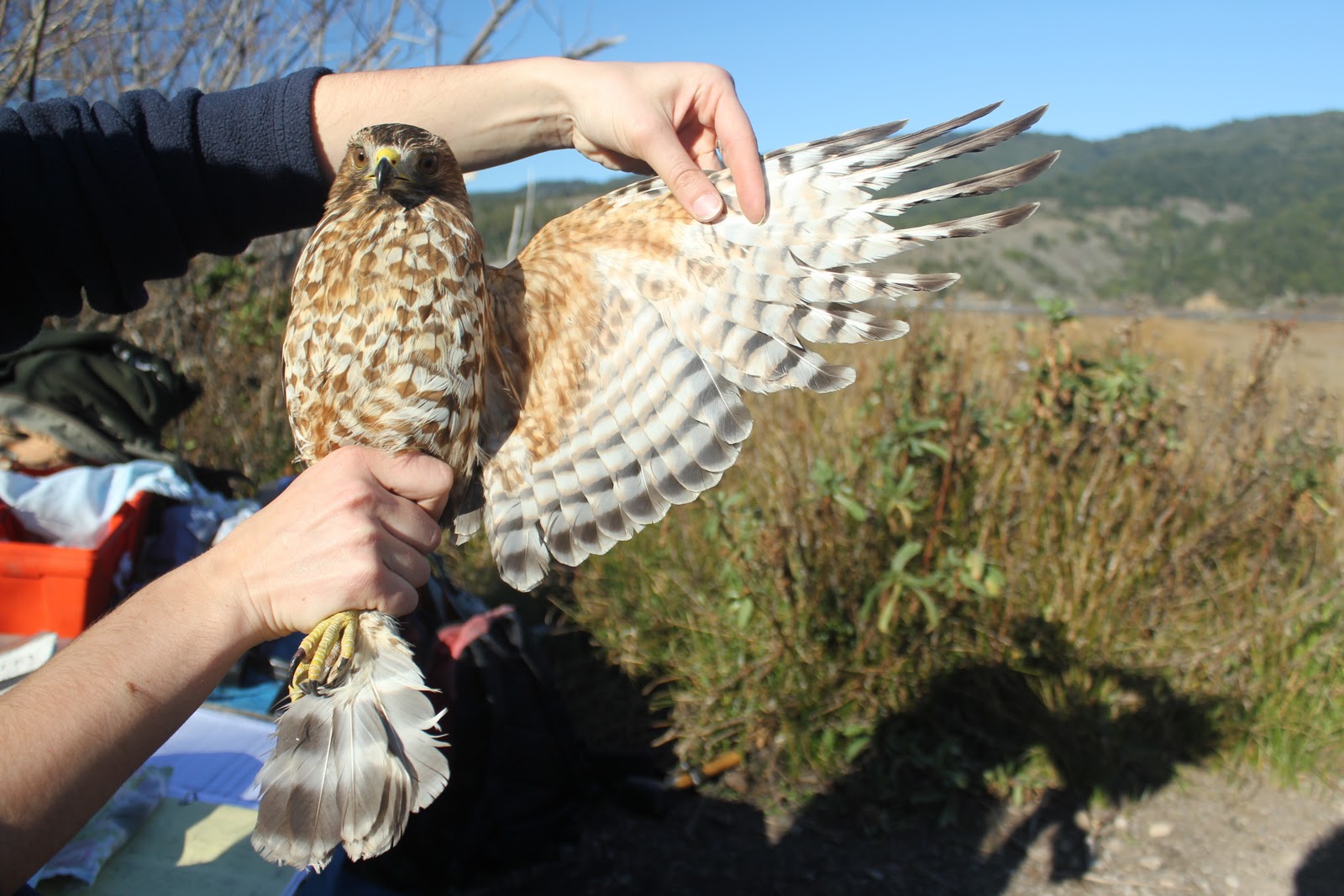 Boom Chachalaca: Red-shouldered Hawk Indeed: Gawk at this Hawk