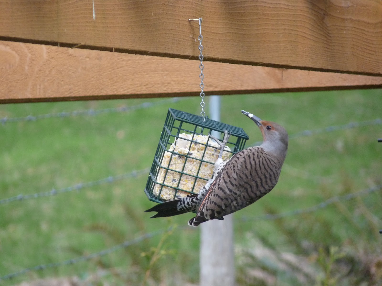Gabriola Bird Blog: Wondrous Woodpeckers