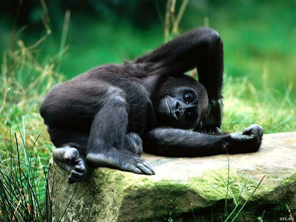 Chimpanzee feet - rodenprocess