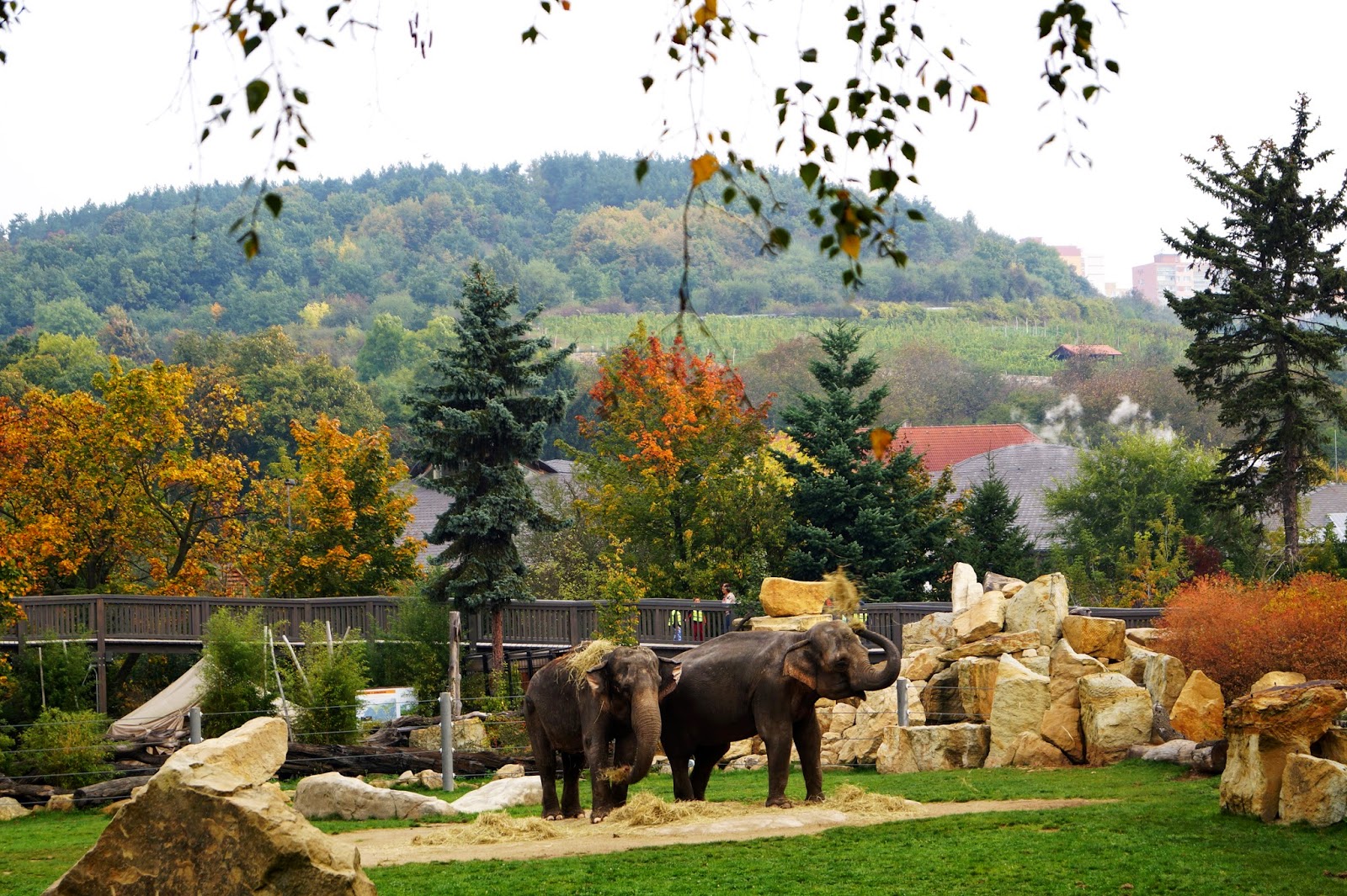 Dookola-swiata: Relacja z Czech #6 - Praskie zoo