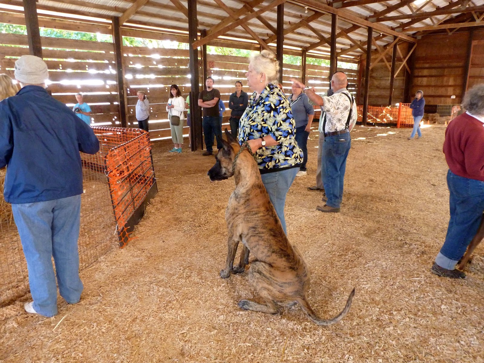 Gardening with Wyatt: The next thing...Barn Hunt!
