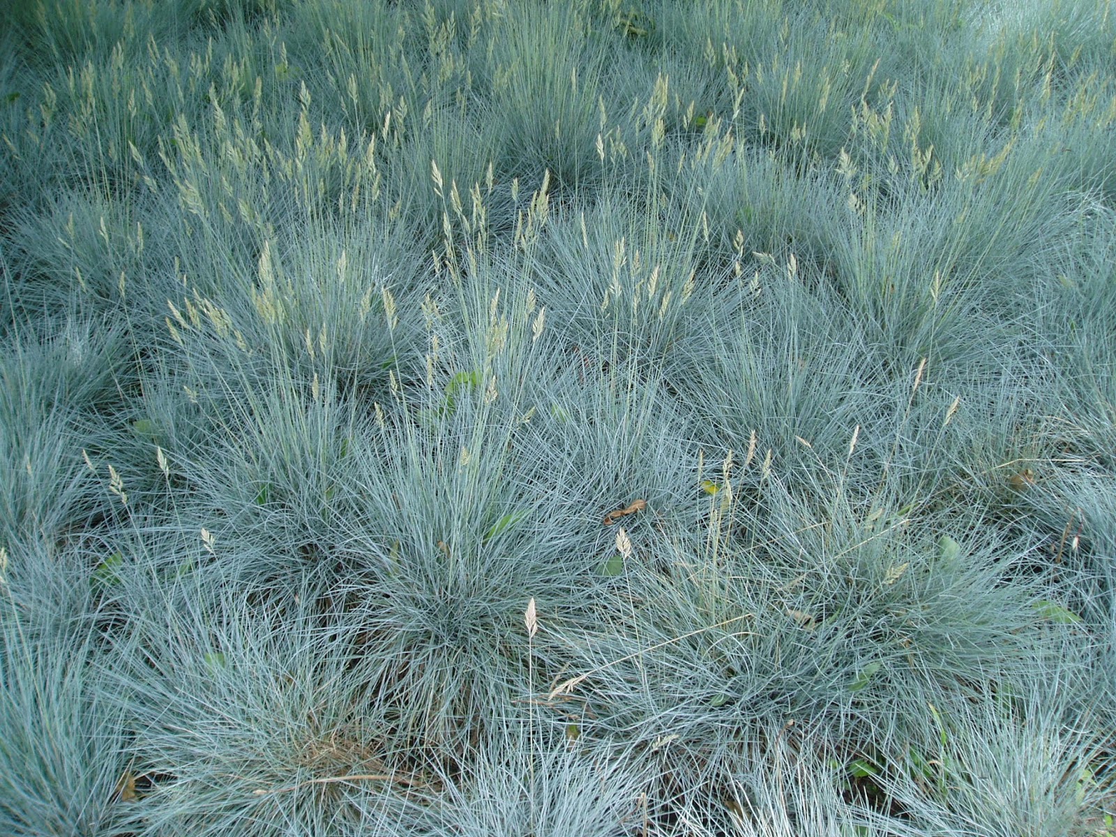 Rotary Botanical Gardens - Hort Blog: Blue Fescue (Festuca)